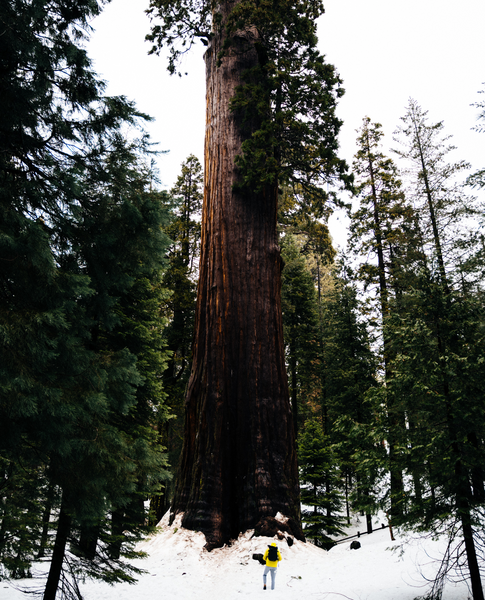 5 Breathtaking Hikes in Rugged and Majestic Sequoia National Park
